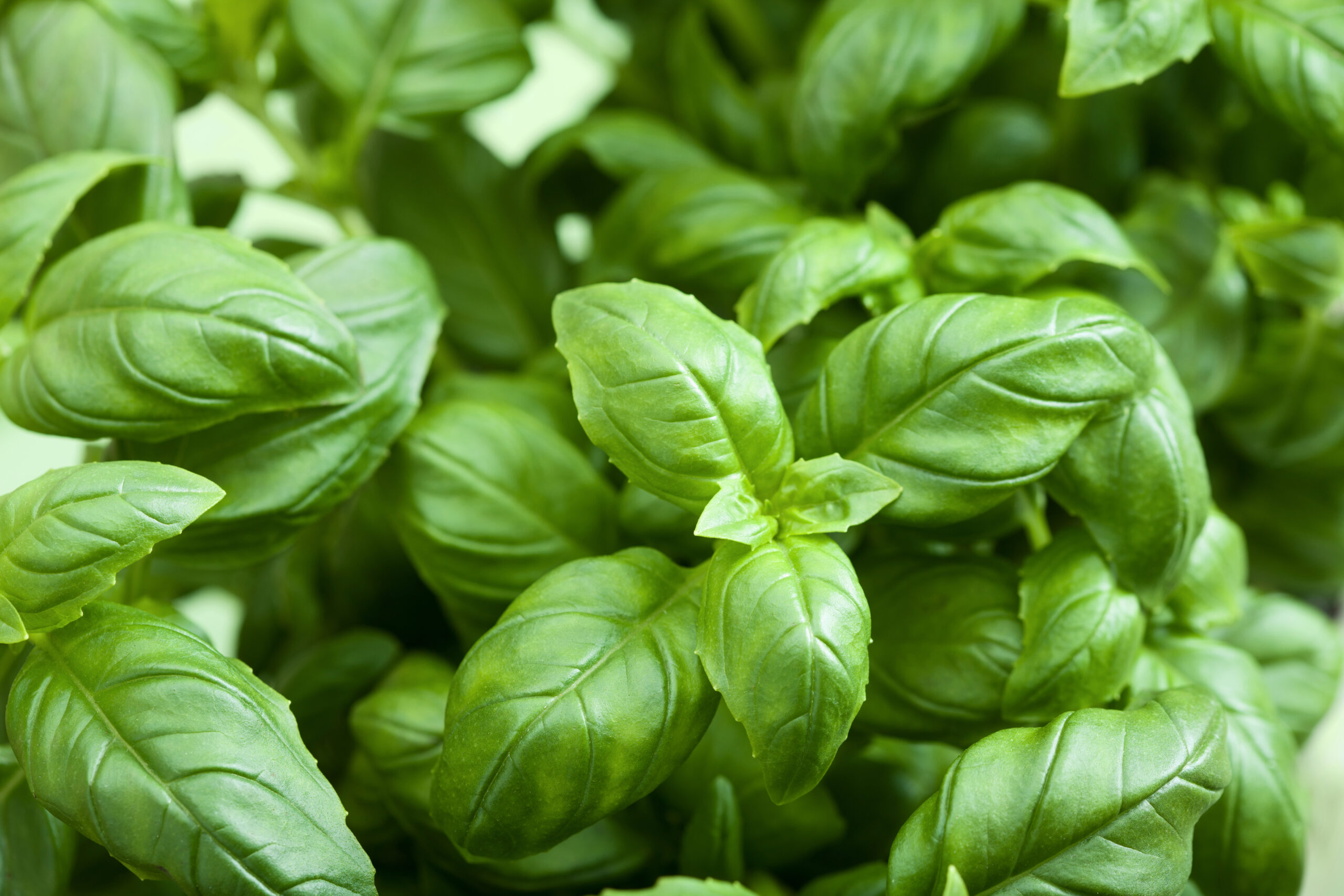 Basil tea: health benefits - MarioLAB